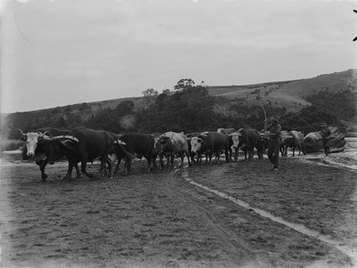 Stonehenge and the Ice Age: Stonehenge was built by cows
