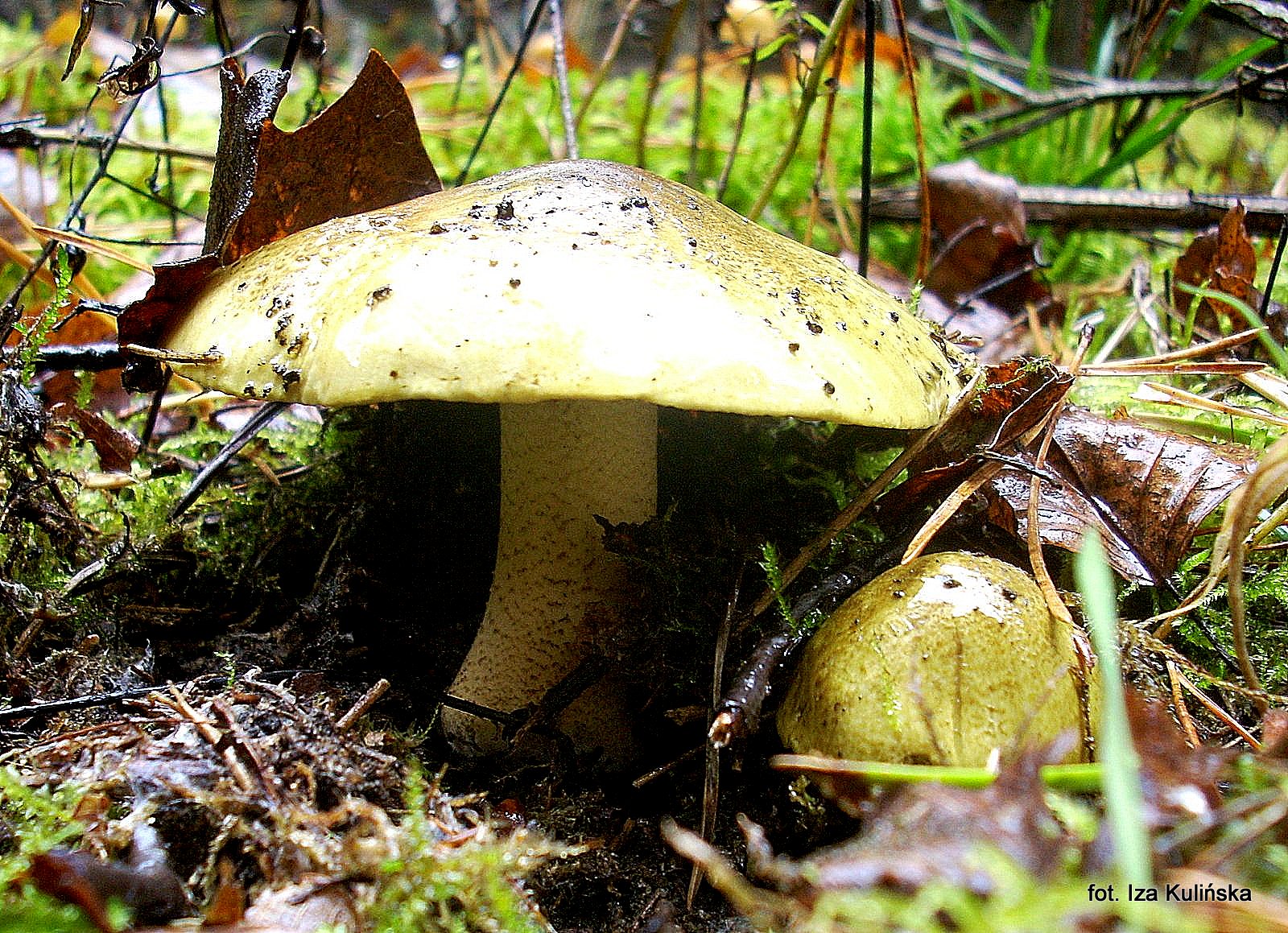 Gąska zielonka - prośnianka, zieleniatka | Smaczna Pyza