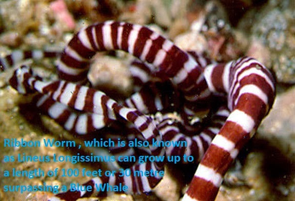 Factilicious: The Largest animal in the world is the Ribbon Worm ...