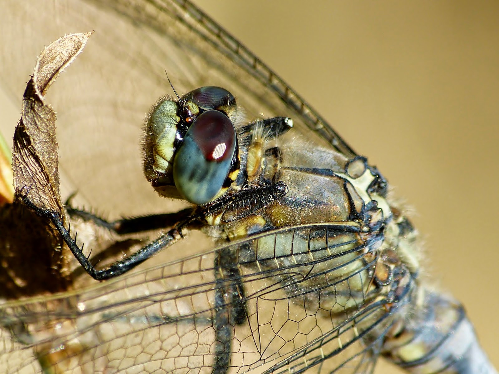 Photos d'insectes: Les Odonates (Libellules et Demoiselles)
