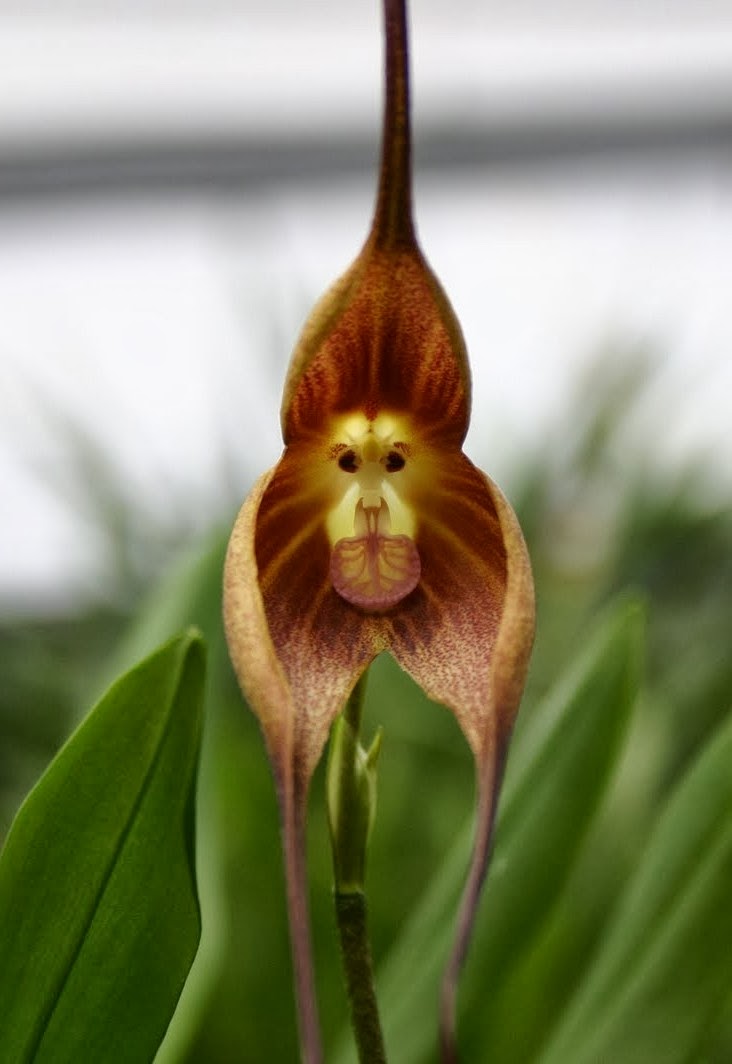 Blog Novi: Anggrek Berwajah Monyet