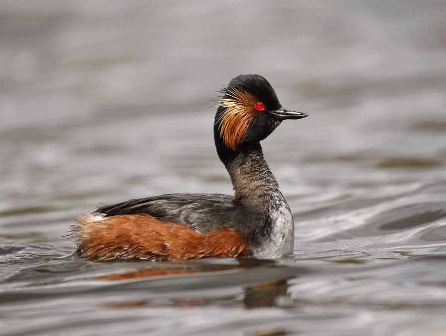 Rare & Scarce Birds In Britain