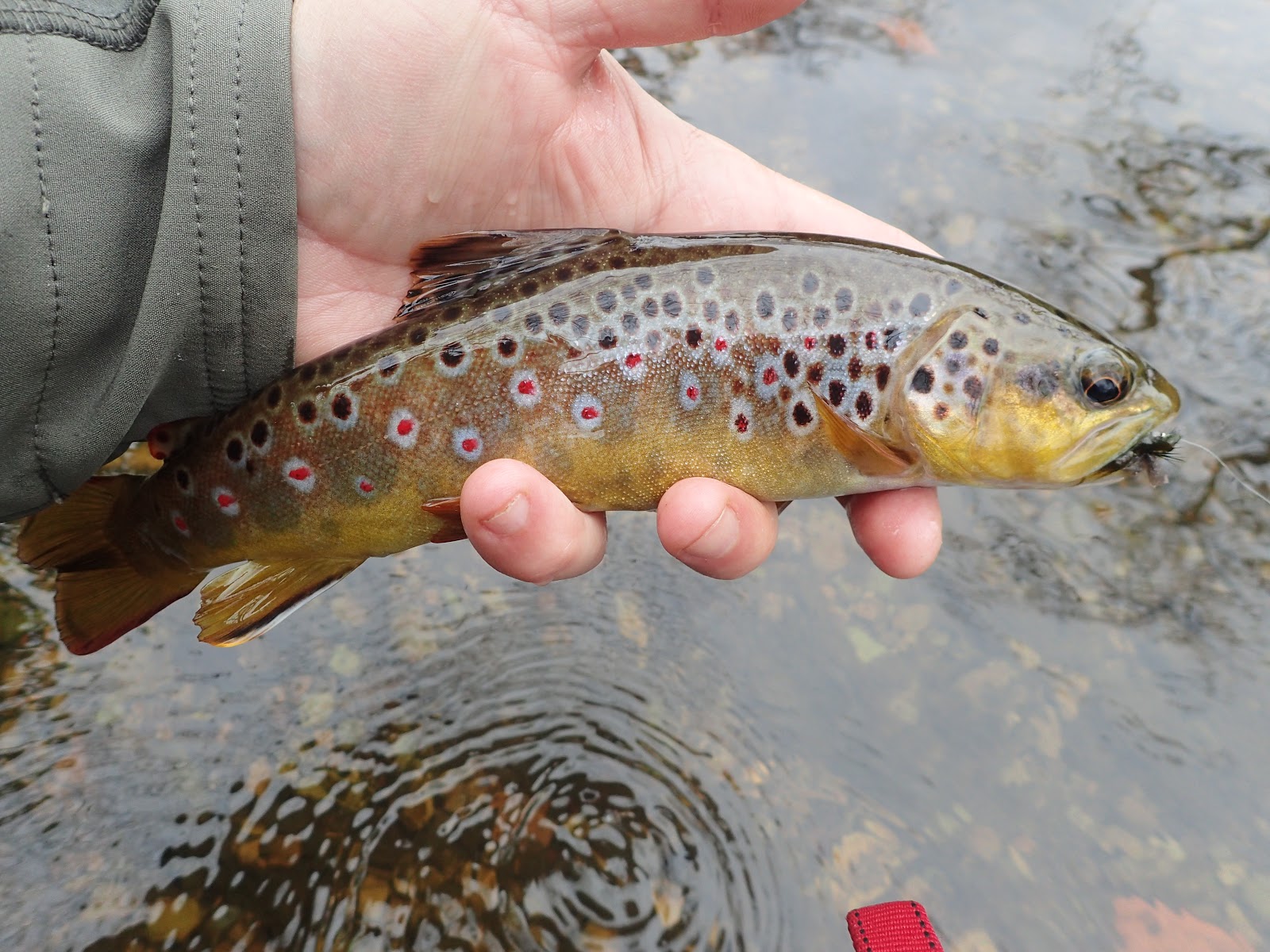 Becks and Brown Trout, Bamboo too: Brown Trout colours and spots
