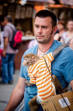 Let's Talk Primates: Viewing a primate in a human setting linked to ...