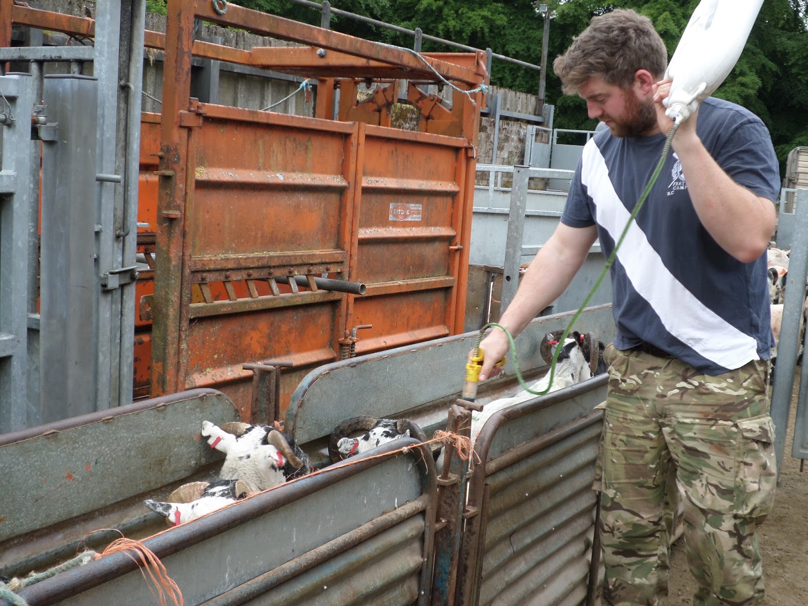 Orzechs, continued: Sheep Shearing in Glenogil, Scotland