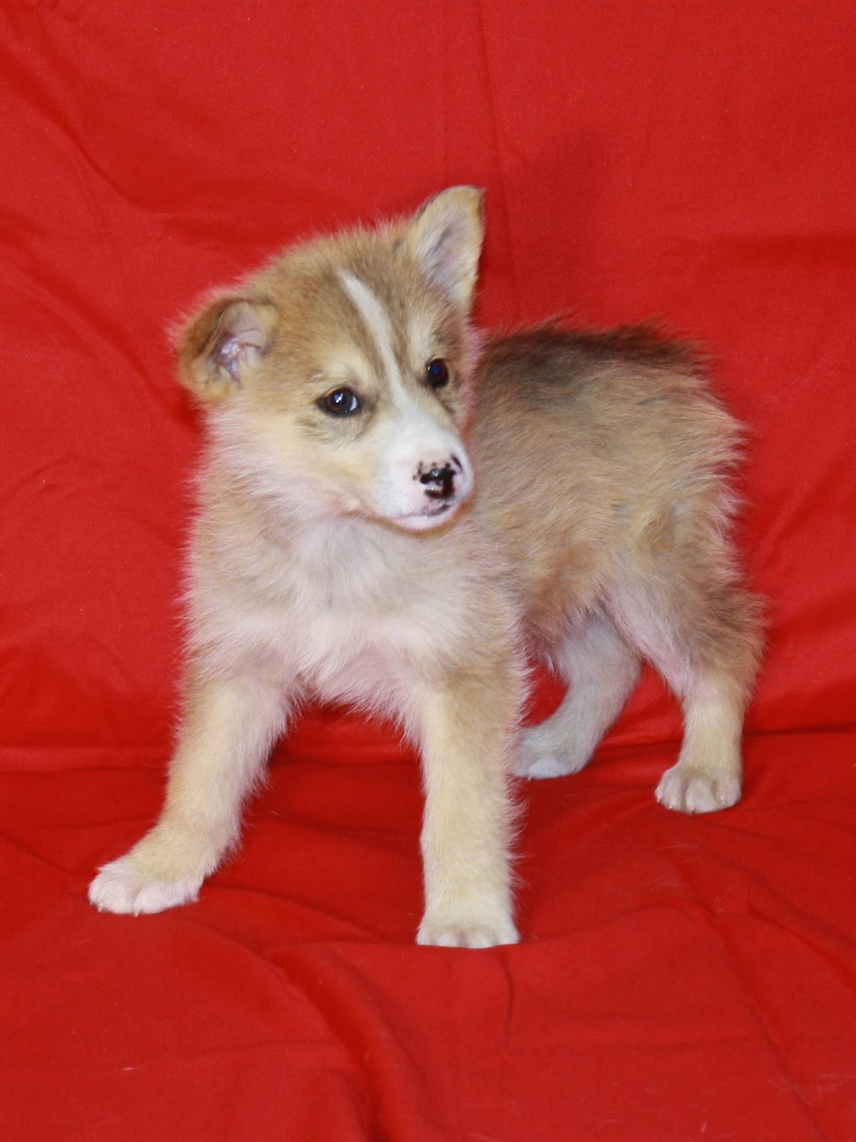 8 Week Old Puppy "Shots" - SP Kennel