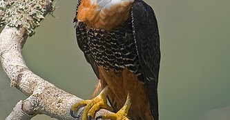 Argentina nativa: Halcón negro grande (Falco deiroleucus)