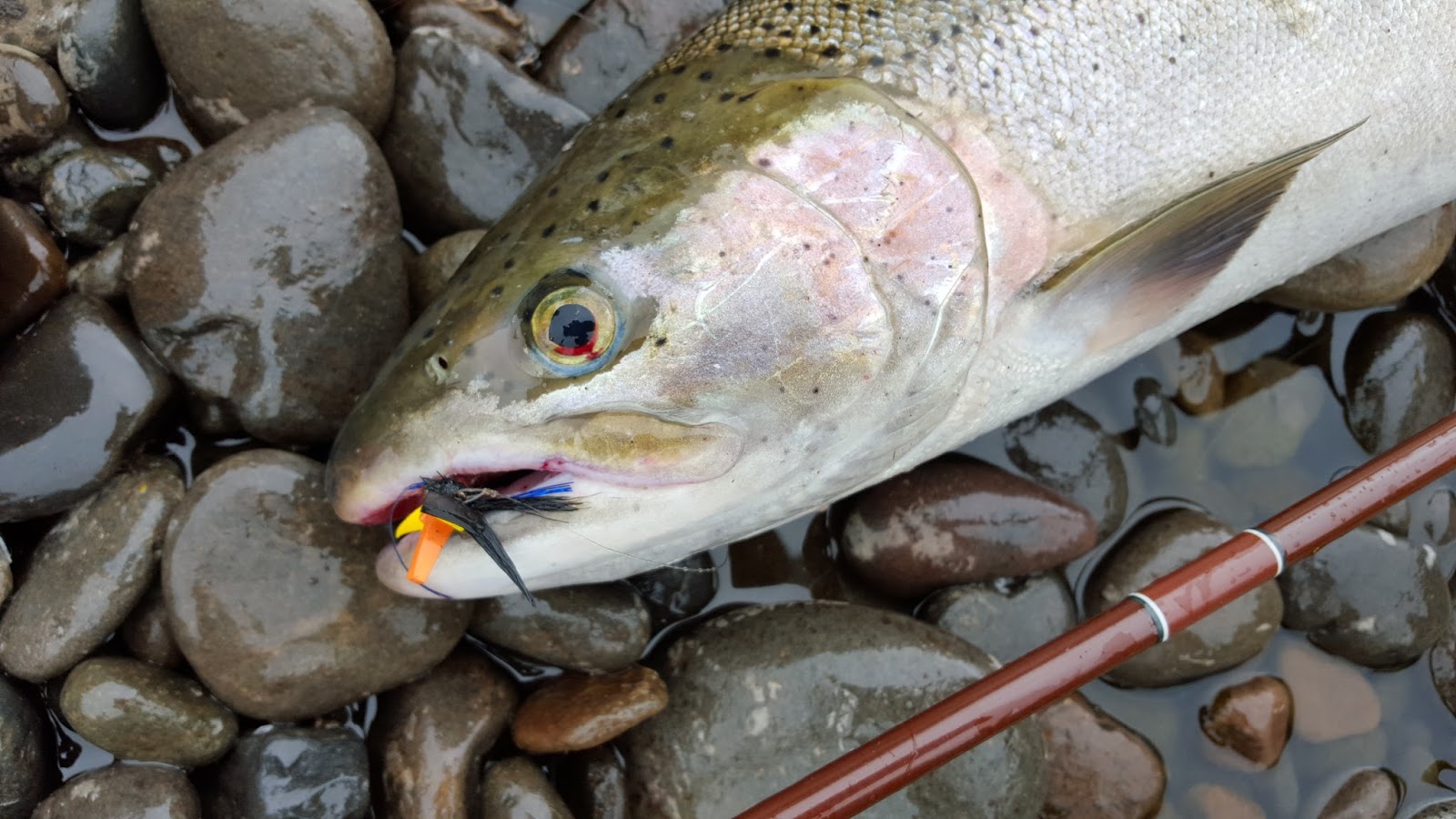DRY LINE STEELHEAD - OREGON: Waker Of The Month For January 2017 - Baby ...