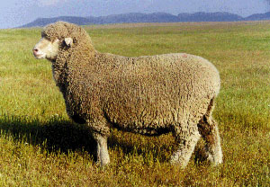 Hilandocabos: Merina