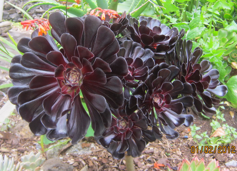 my walk with food and beautiful plants and flowers: Aeonium cyclops ...