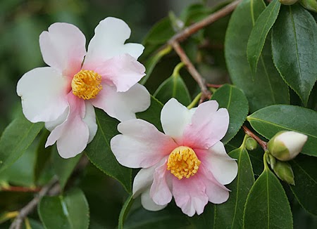 Japanese Flowers: Flowers Originating in Japan | Garden Park