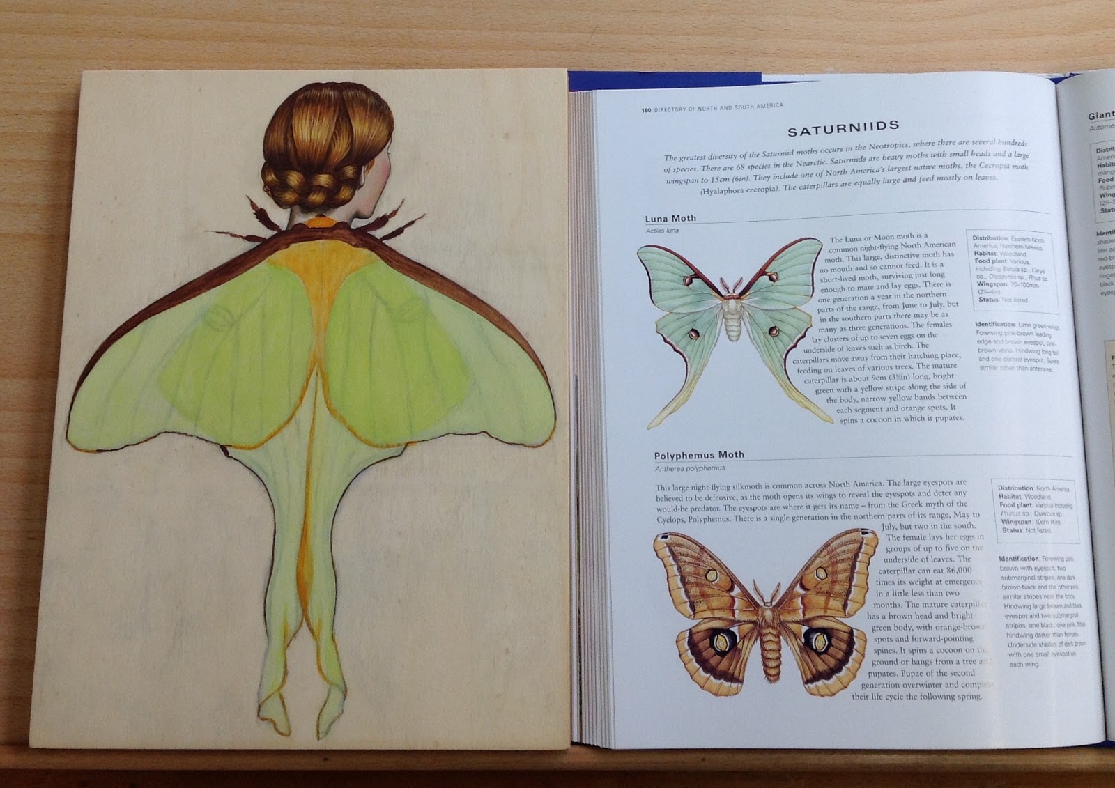 Deborah Klein's Art Blog: Nascent Luna Moth Woman