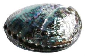 EL CAJON DE LOS CONOCIMIENTOS: ABULÓN