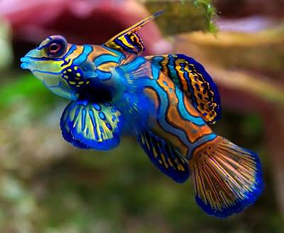 Mandarin Fish, Ikan Paling Cantik di Dunia - Terlembut
