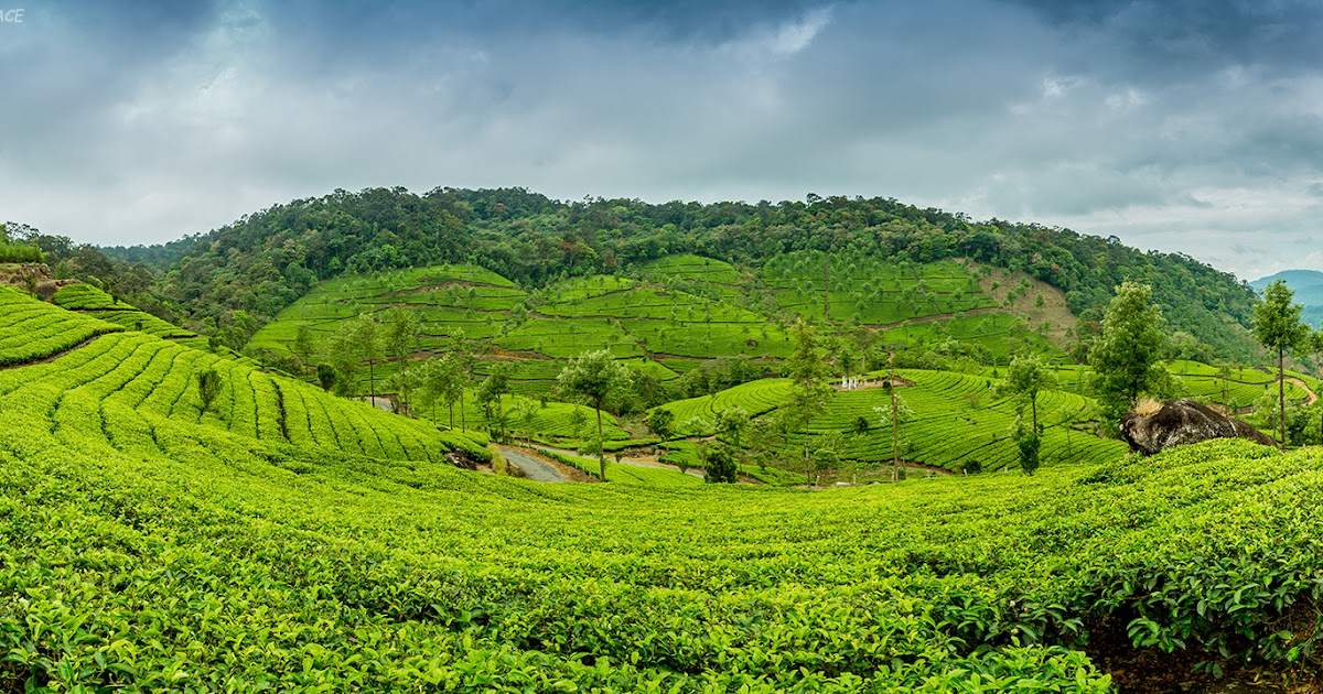 Nikhil Mace: Tea Farming Photo by Nikhil (Mace) — National Geographic ...