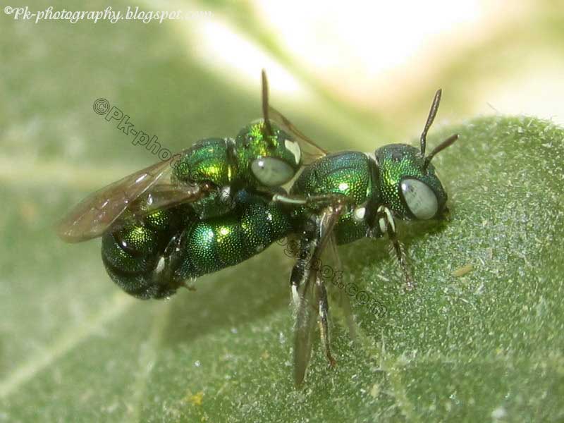 Cuckoo Wasps Mating | Nature, Cultural, and Travel Photography Blog