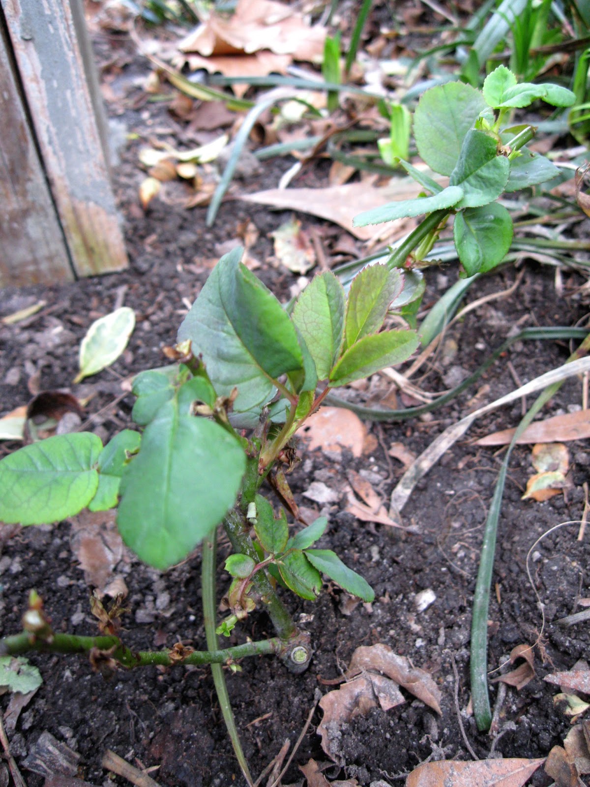 Donna's Art at Mourning Dove Cottage: A silly rose story