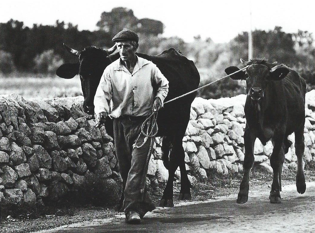 ReportageSicilia: ELOGIO DELLE MODICANE