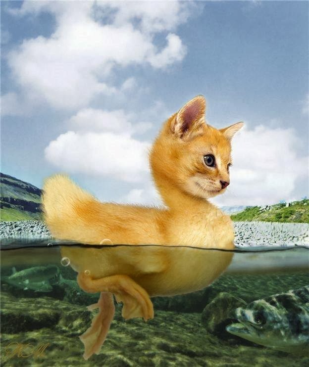 Lovable Images: Collections Of Funny Photos Free Download || Amazing ...