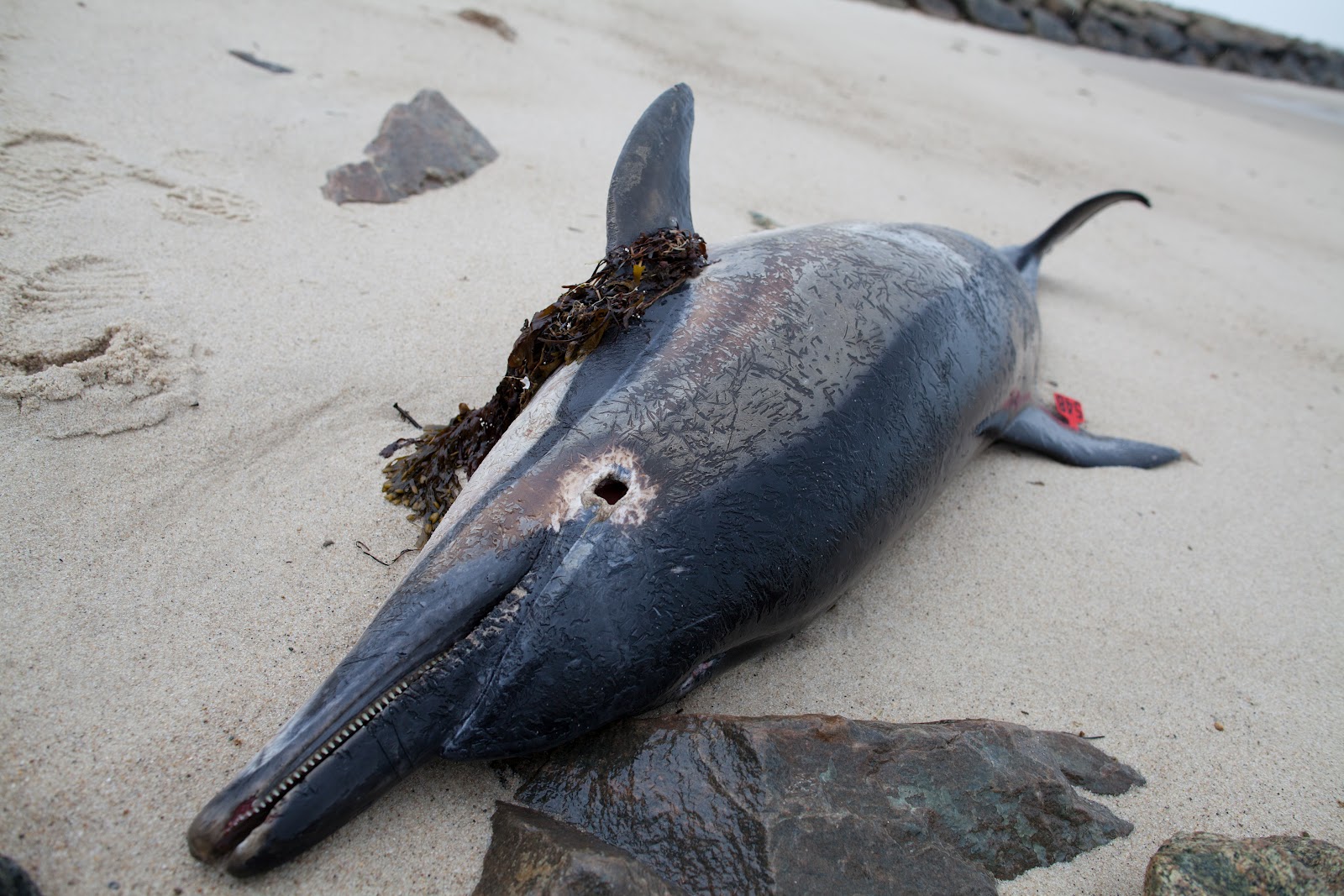 Courtney Sacco Photography: Dolphins Stranded on Cape Cod