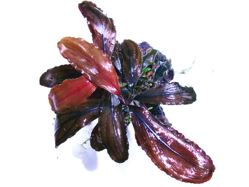 Achtung! My Bucephalandra Page: sp "Black Centipede" by Experten