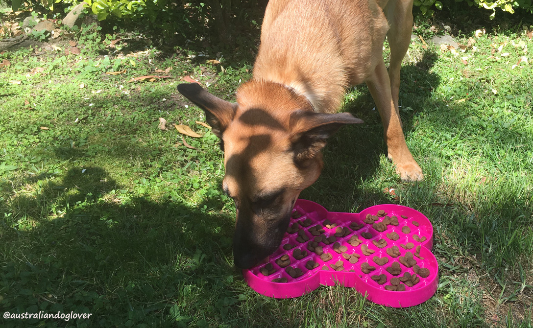 Why Do Some Dogs Gulp Their Food