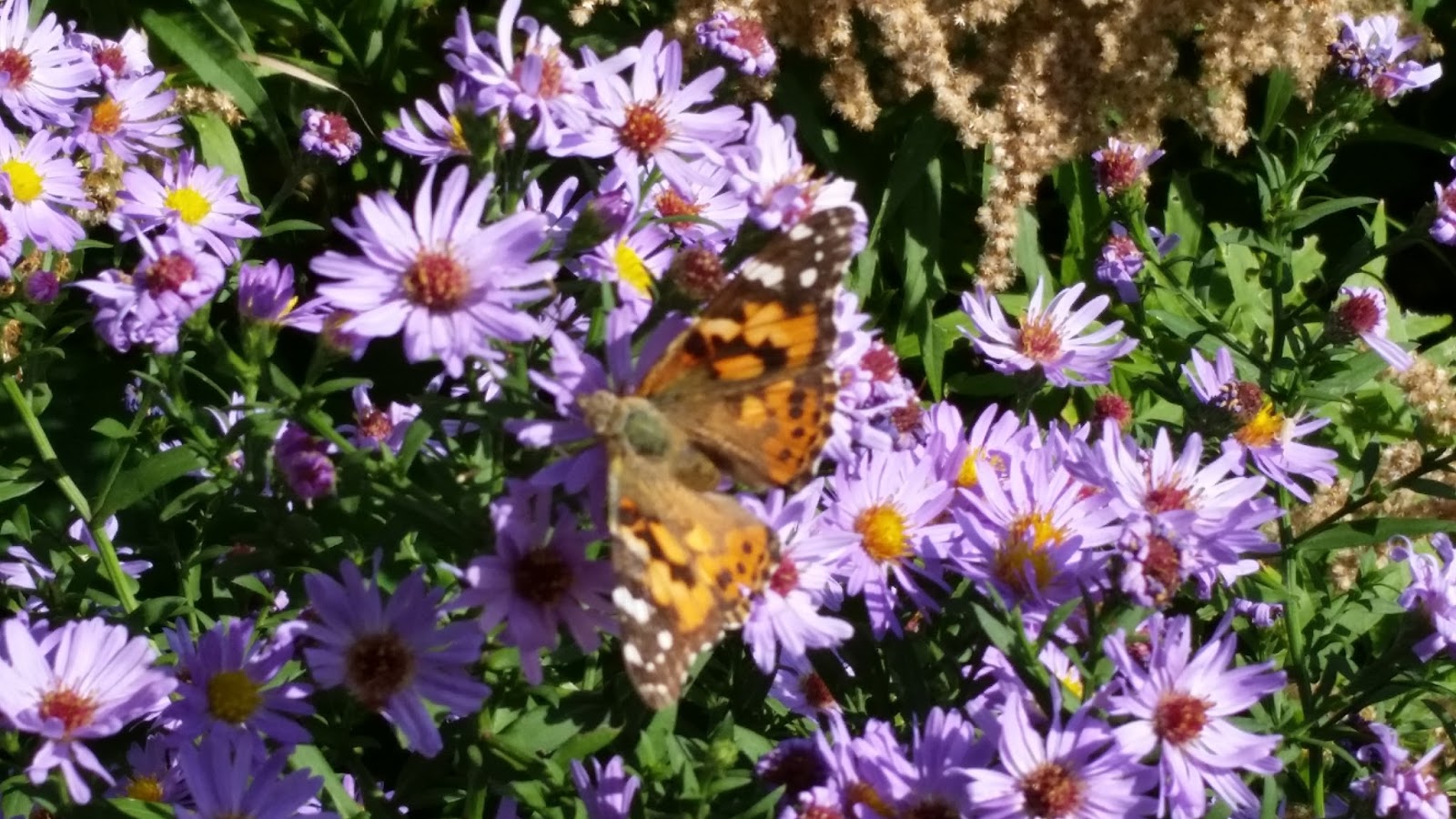 Explore Colorado: Butterflies of Colorado ~ Painted Lady Butterfly