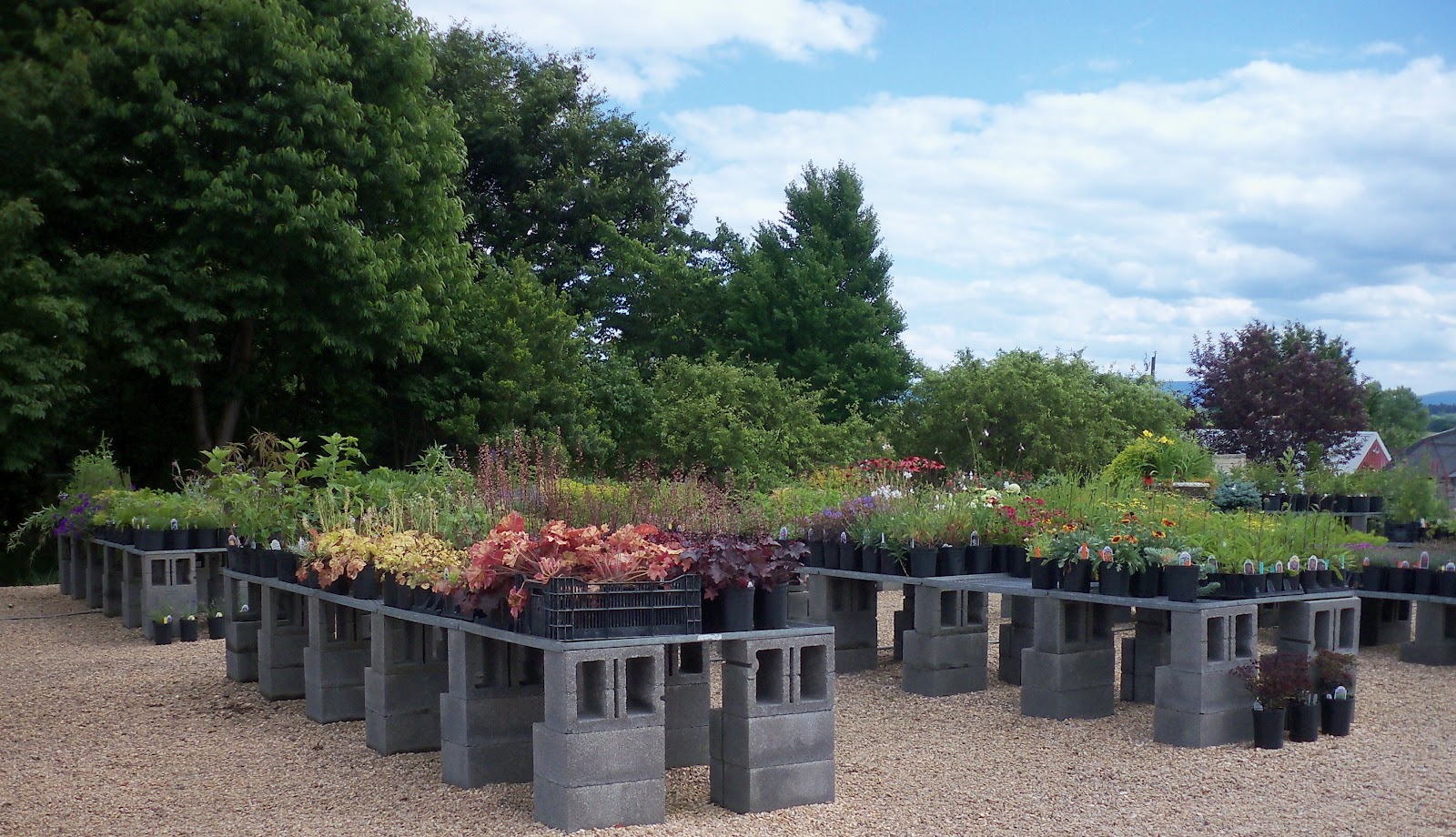 Peonies and Paint: Daylilies: The Viette Family Business