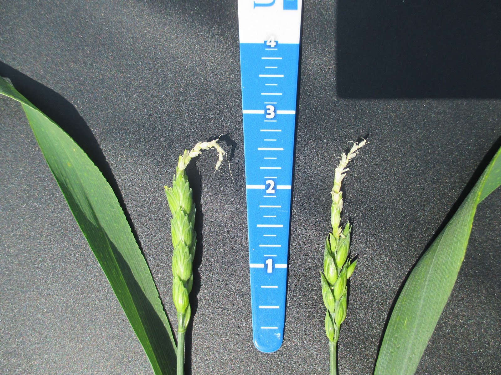 Grain Crops Update: Freezing Temperatures Overnight May Damage Winter ...