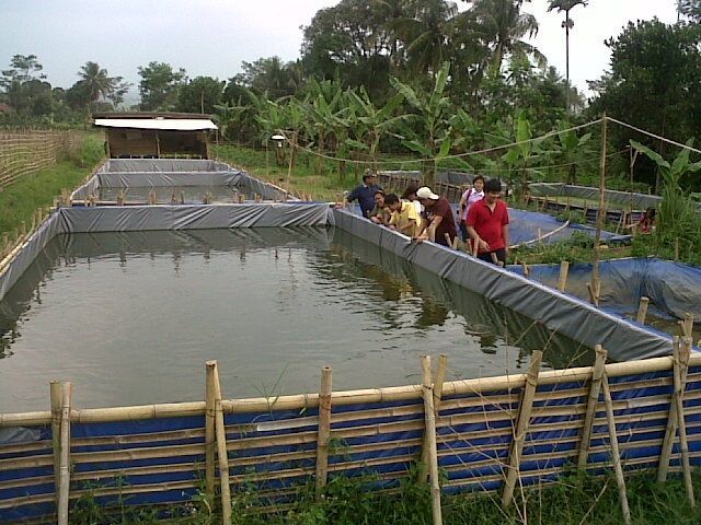 Contoh Gambar Kolam Ikan Nila Untuk 500 1000 Ekor Dan Lebih Di Sekitar Rumah