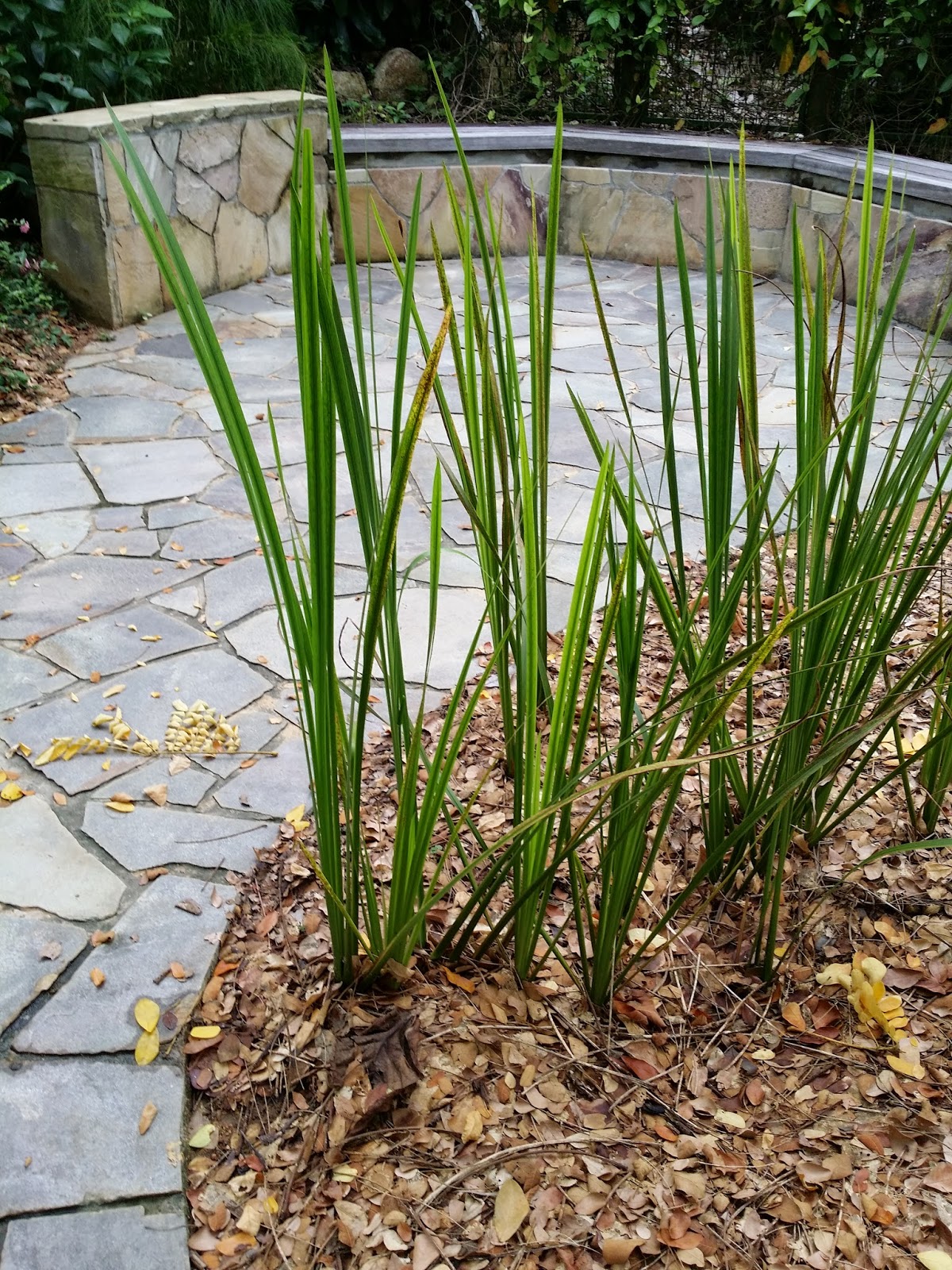 LI NA HERBS: CALAMUS /JERANGAU