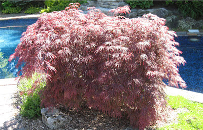 A GUIDE TO NORTHEASTERN GARDENING: Landscaping with Japanese Maples
