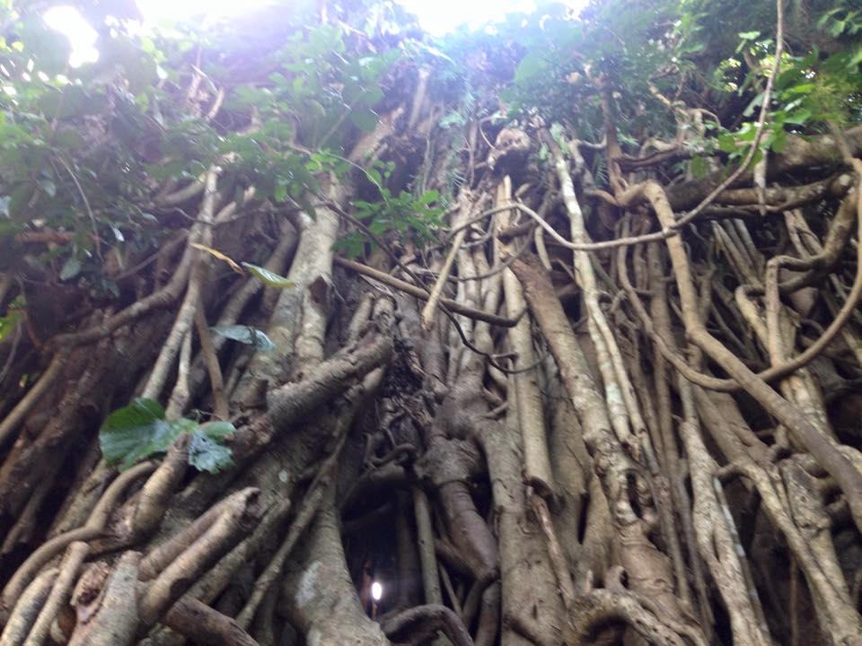 Turistang Pinay: Millenium Tree of Aurora - Largest Balete Tree in Asia