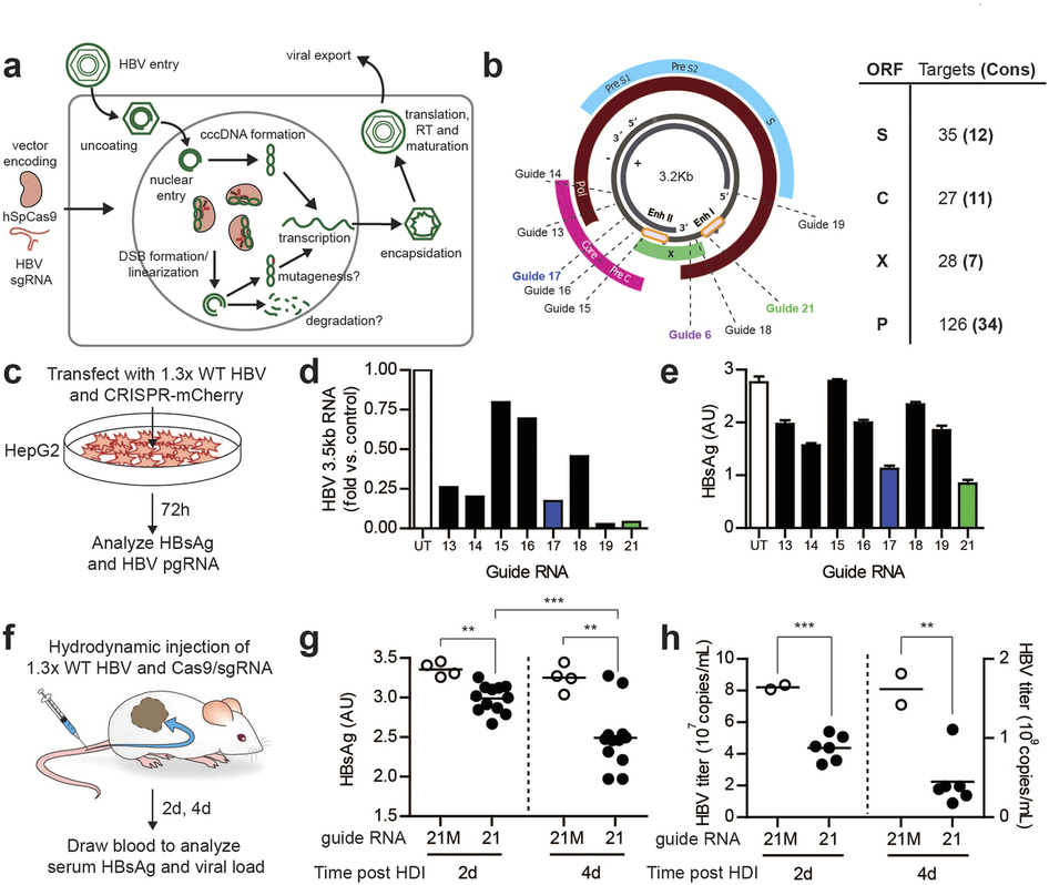 CRISPR/Cas9 gene therapy efficiently suppresses hepatitis B virus in ...