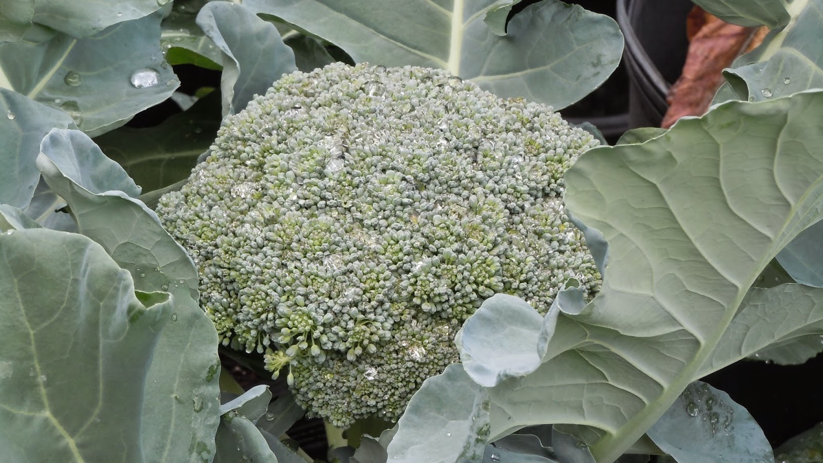 Simply Living: Fresh grown veggies taste best