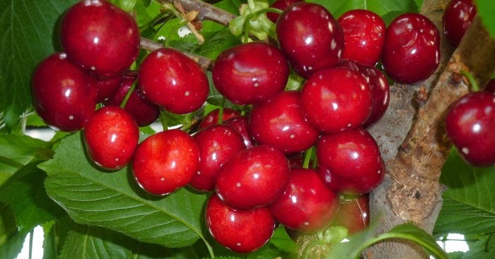 Συμπεράσματα για τις ποικιλίες Early lory, Sweet early και Early bigi ...