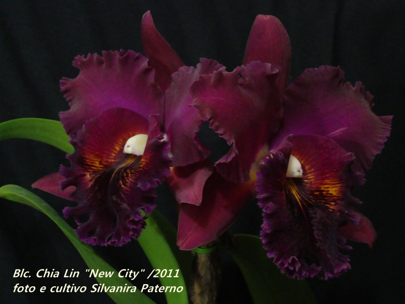Orquidário Paterno: Blc. Chia Lin "New City"