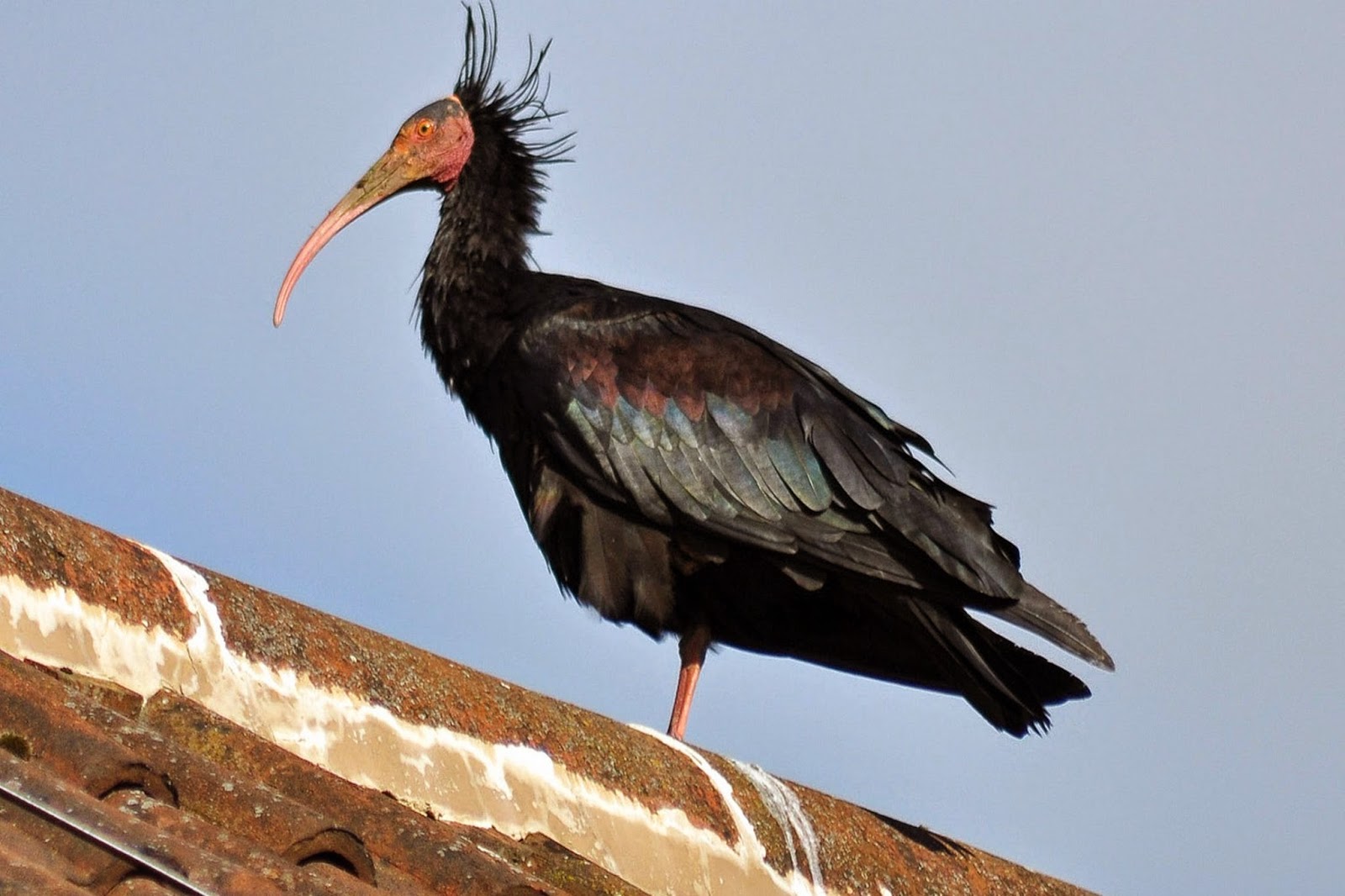 The Northern Bald Ibis - SNSH