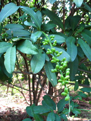CALDEIRÃO DE PLANTAS MEDICINAIS: Jaborandi