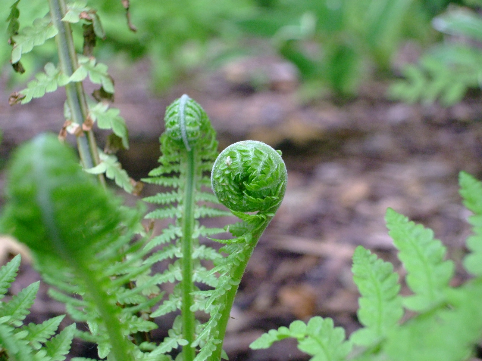 Yes, I Talk to Plants: One Word Wednesday - Fiddlesticks