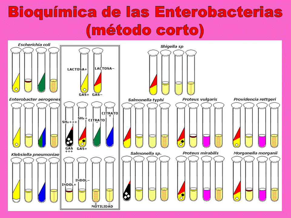 L810: ENTEROBACTERIAS