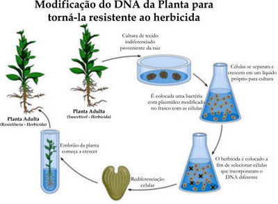 Biologia T204: Transgênicos