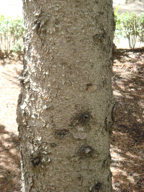 Fotografiando plantas: Pícea común