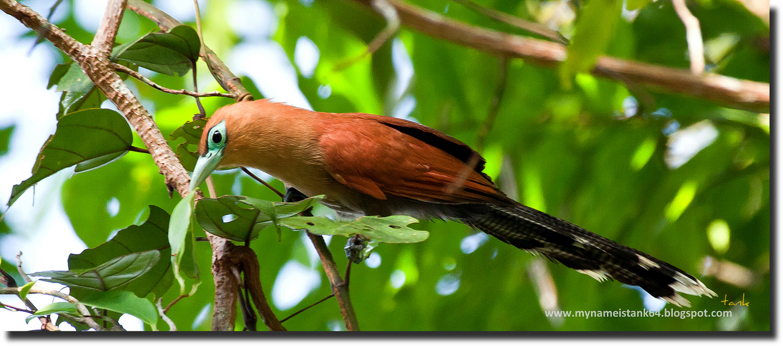 Birds of Malaysia @ mynameistank64: Raffles's Malkoha (Rhinortha ...