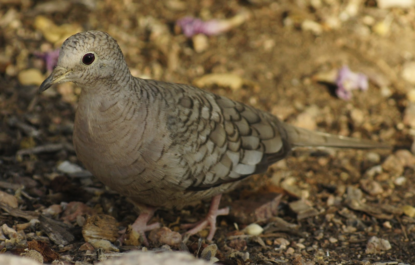 Butler's Birds: Inca Dove