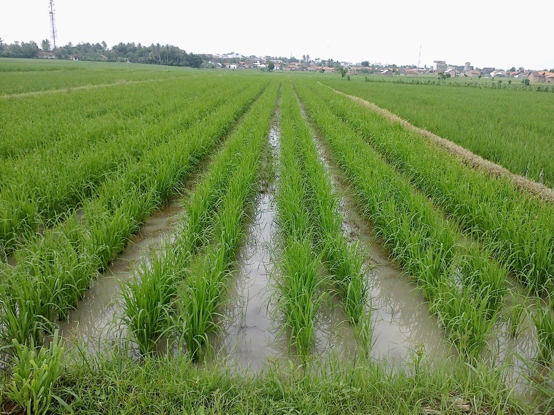 KEUNGGULAN KELEMAHAN SISTEM TANAM PADI JAJAR LEGOWO ~ TLOGO TANI