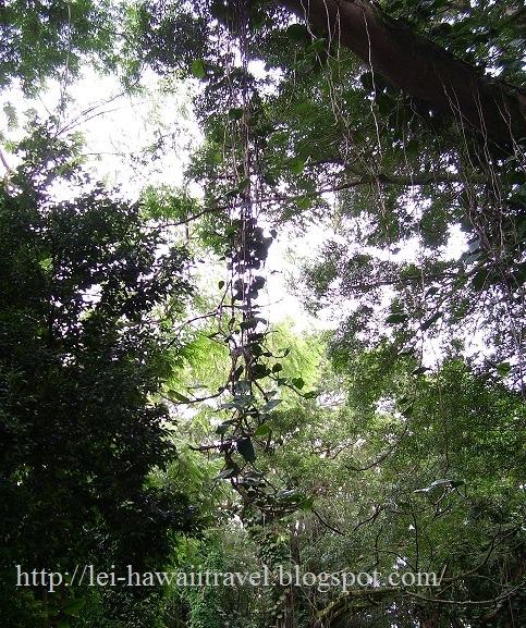 Things to Do in Hawaii: Old Pali Highway -> Judd Trail -> to Nuuanu Lookout