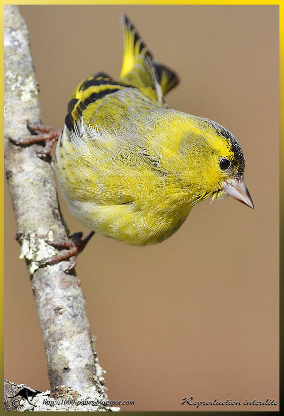 WILDLIFE GATEWAY: Portraits de Tarins