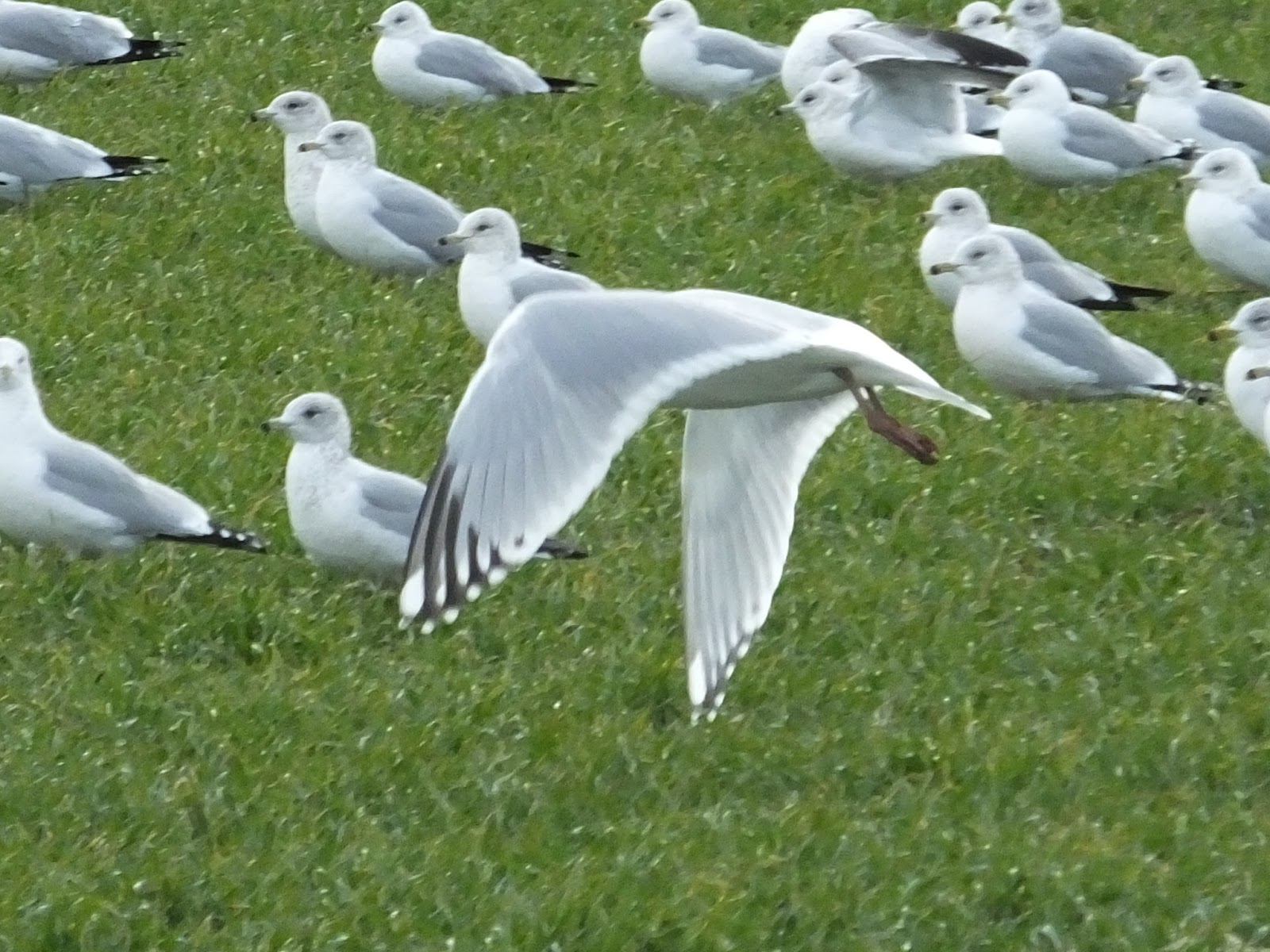 Reno County Birdmen: Gulls are back!