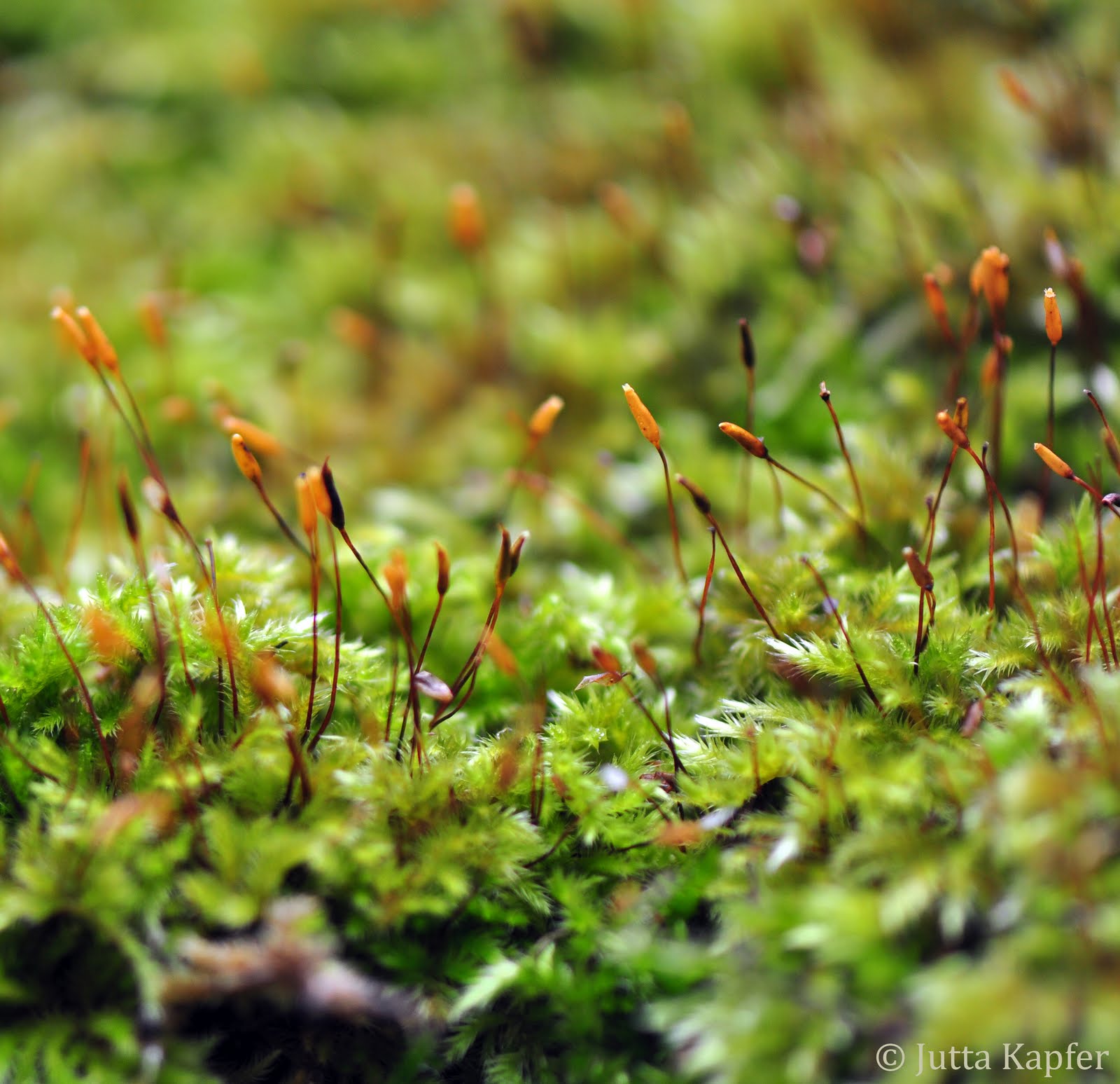 Bryophytes of Central and Northern Europe: Homalothecium sericeum